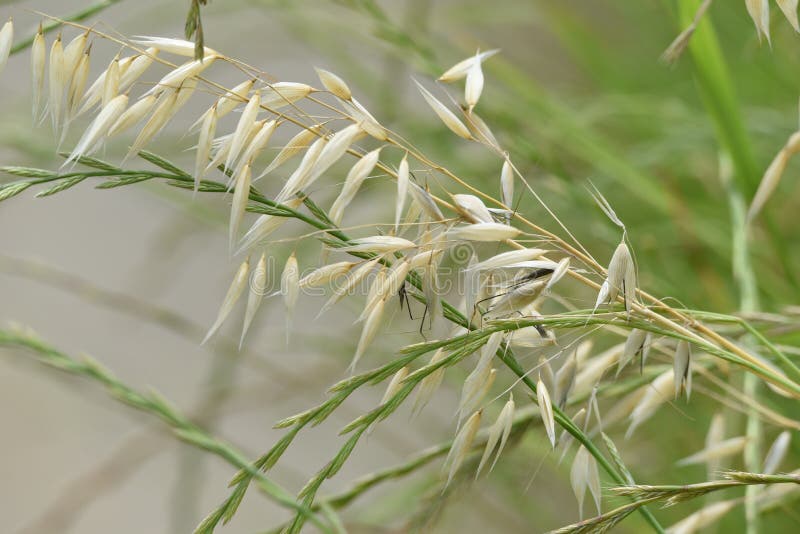 Wild oats stock photo. Image of meadow, spring, light - 149404338