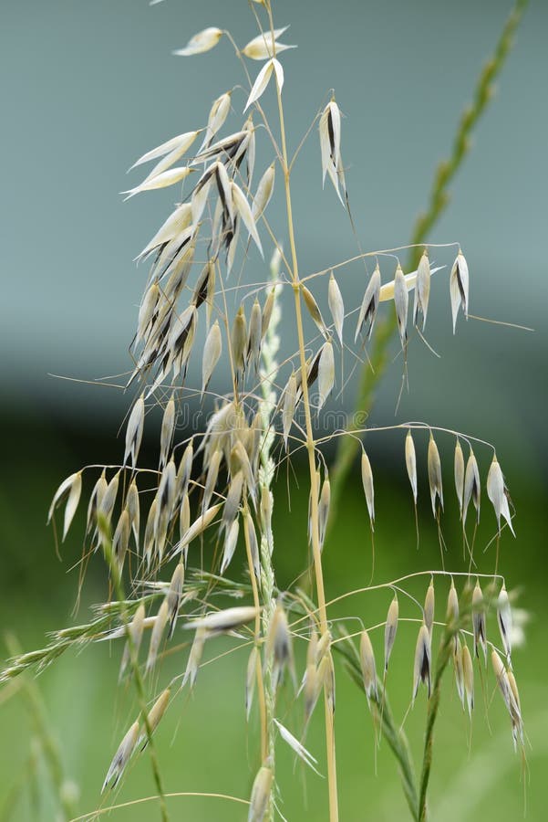 Wild oats stock photo. Image of grow, background, kanagawa - 149404340