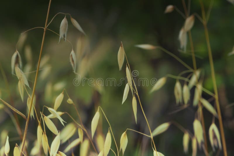 Wild oats in autumn stock image. Image of autumn, mild - 222283971
