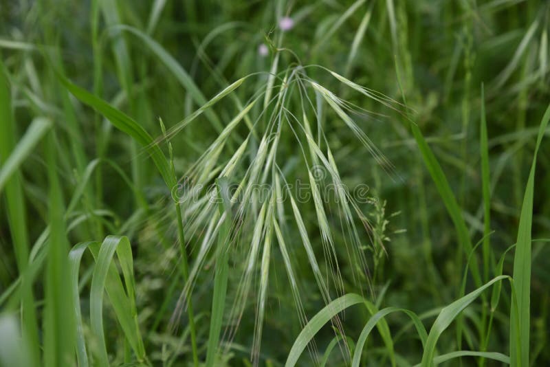 Wild oats stock photo. Image of herbs, green, flower - 146680718