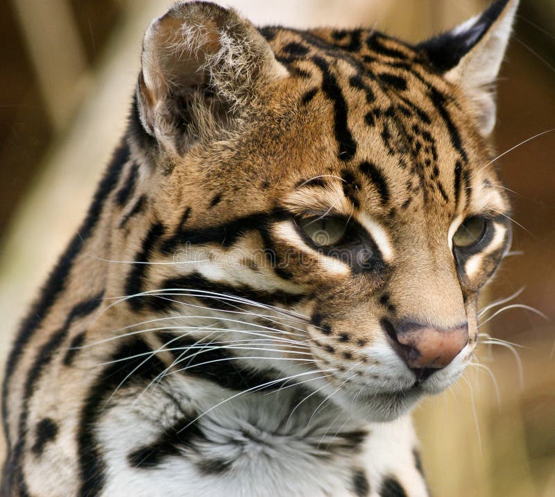 Wild Ocelot stock photo. Image of imposing, ferocious - 19145326