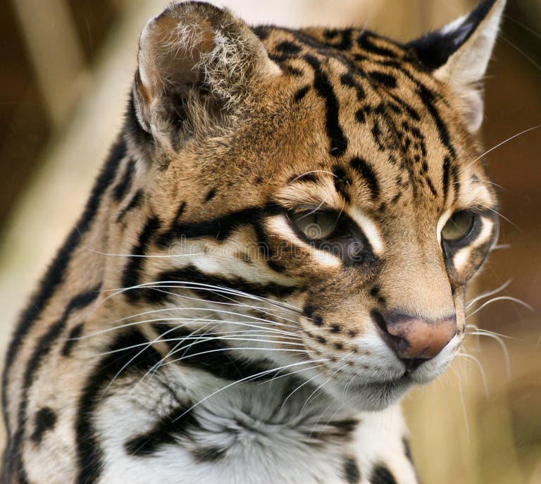 495 Ocelot Pattern Stock Photos - Free & Royalty-Free Stock Photos from ...