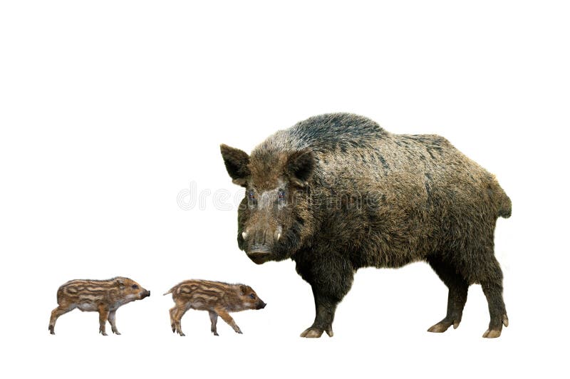 Wild Boar Lies on the Sand in Wild Stock Image - Image of lying, rest ...