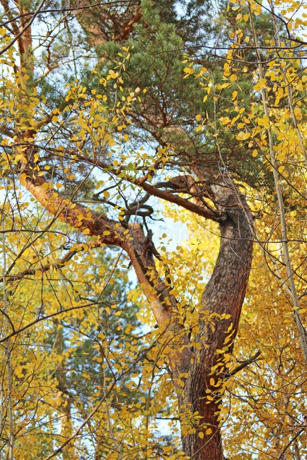 Wild Old Tree of Fanciful Shape, Bright Autumn Colors, Close-up ...