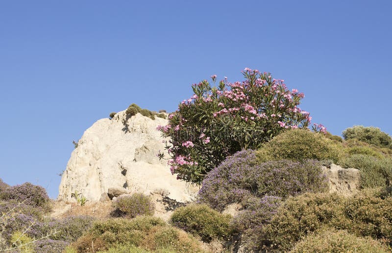 Wild oleander on blue sky stock photo. Image of blue - 250437428