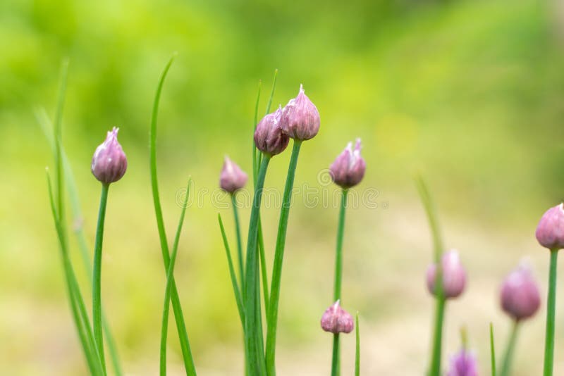 Wild Onion Flowers Allium in the Garden Stock Photo - Image of plants ...