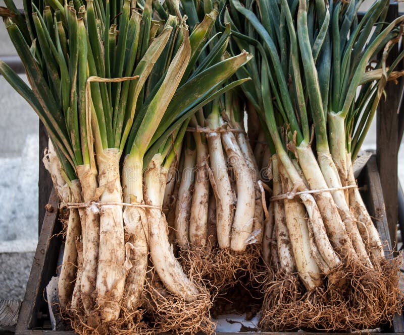 Wild onions stock image. Image of onions, herb, bunch - 36531329