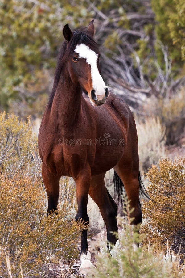 Wild Open Range Horse stock image. Image of desert, animal - 16641947