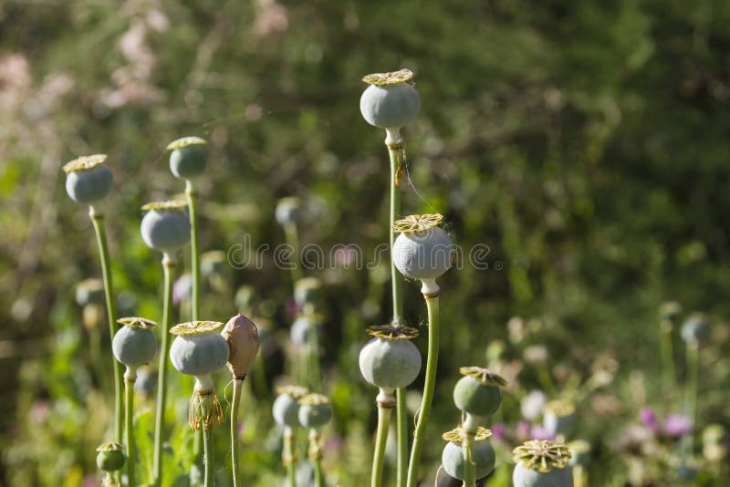 Wild Opium Poppy Plant Capsules Stock Photo - Image of field, flowering ...