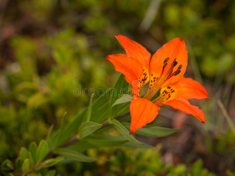Orange wild lily stock photo. Image of bokeh, beauty - 89273850