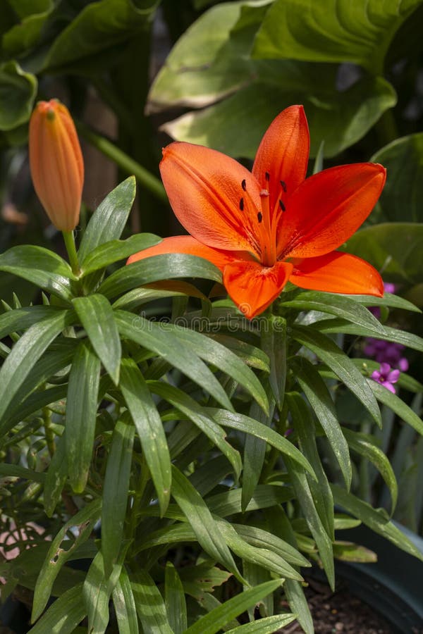 Wild Orange Lily (Scientific Name: Lilium Maculatum Thunb Stock Photo ...