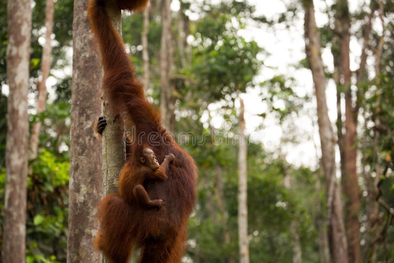 Wild Orangutan in Borneo Forest. Stock Photo - Image of care, malaysia ...
