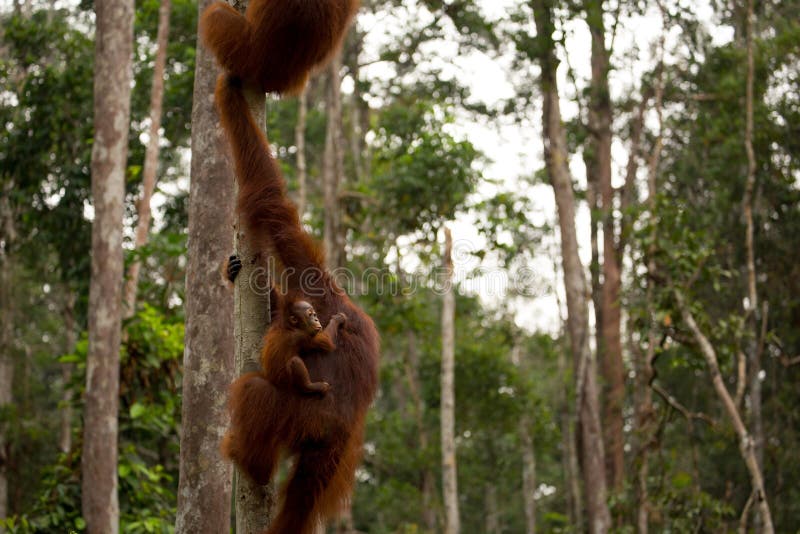 Wild Orangutan in Borneo Forest. Stock Image - Image of face, hominid ...