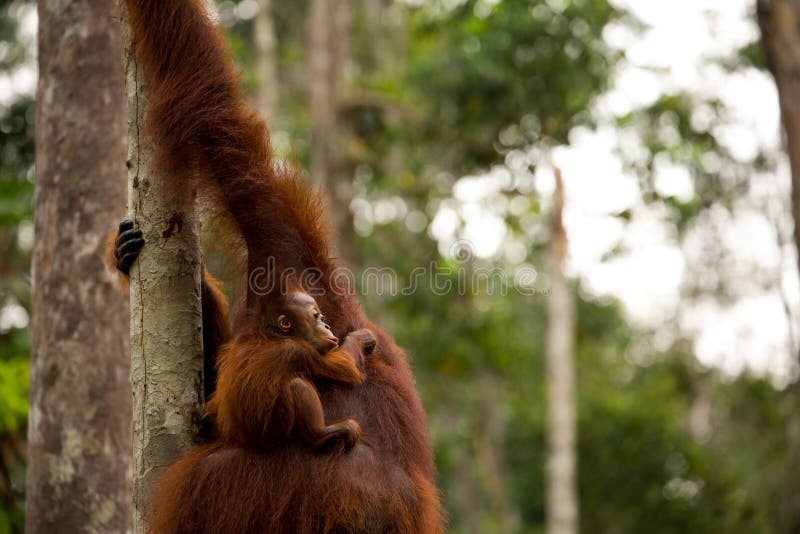 Wild Orangutan in Borneo Forest. Stock Photo - Image of kalimantan ...