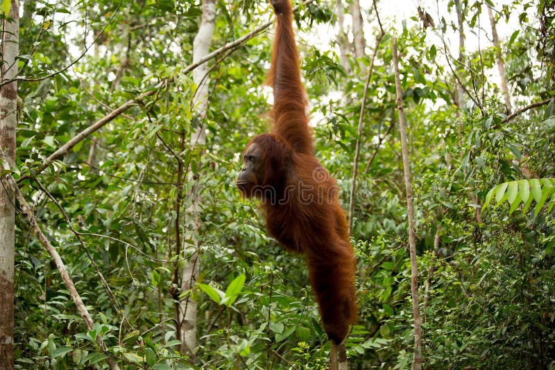 Wild Orangutan in Borneo Forest. Stock Photo - Image of nipple, care ...