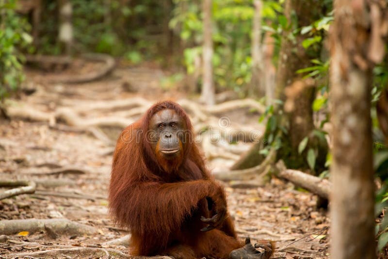 Wild Orangutan in Borneo Forest. Stock Image - Image of animal, jungle ...