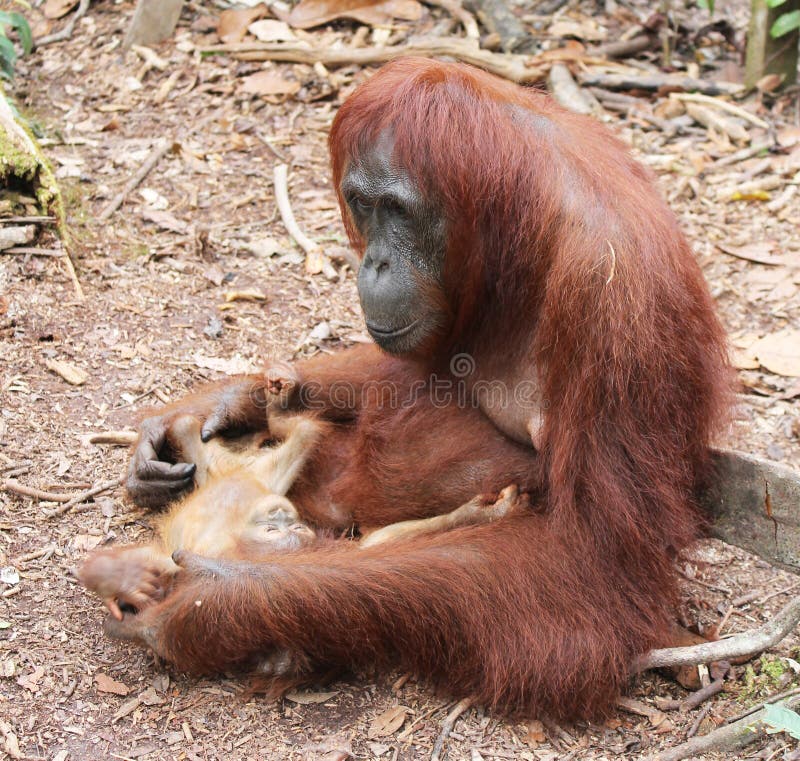 Wild orangutan in Borneo stock image. Image of orange - 71454213
