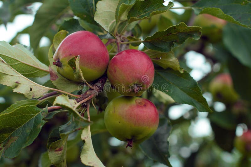 Wild Orchard Apples stock photo. Image of natural, closeup - 74178974