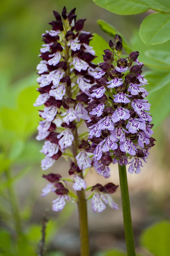Wild Orchid stock image. Image of close, isolated, garden - 24672827
