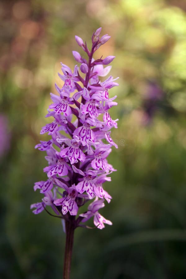 Wild orchid on tree stock image. Image of wildlife, parasitic - 102854347