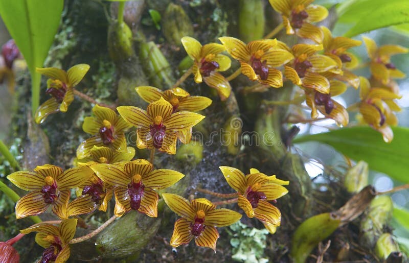Wild orchid stock image. Image of evergreen, beauty, bulbophyllum ...