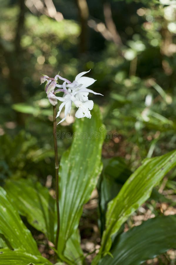 Wild Orchid Flower Bloom on Forest Land Stock Photo - Image of fresh ...