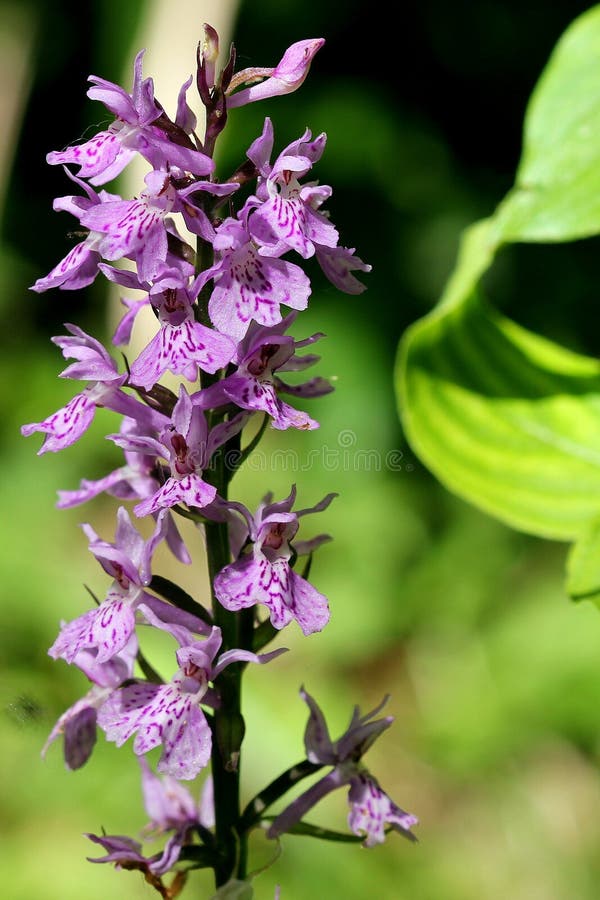 Wild orchid stock photo. Image of fragrant, foliage, blossom - 42403480