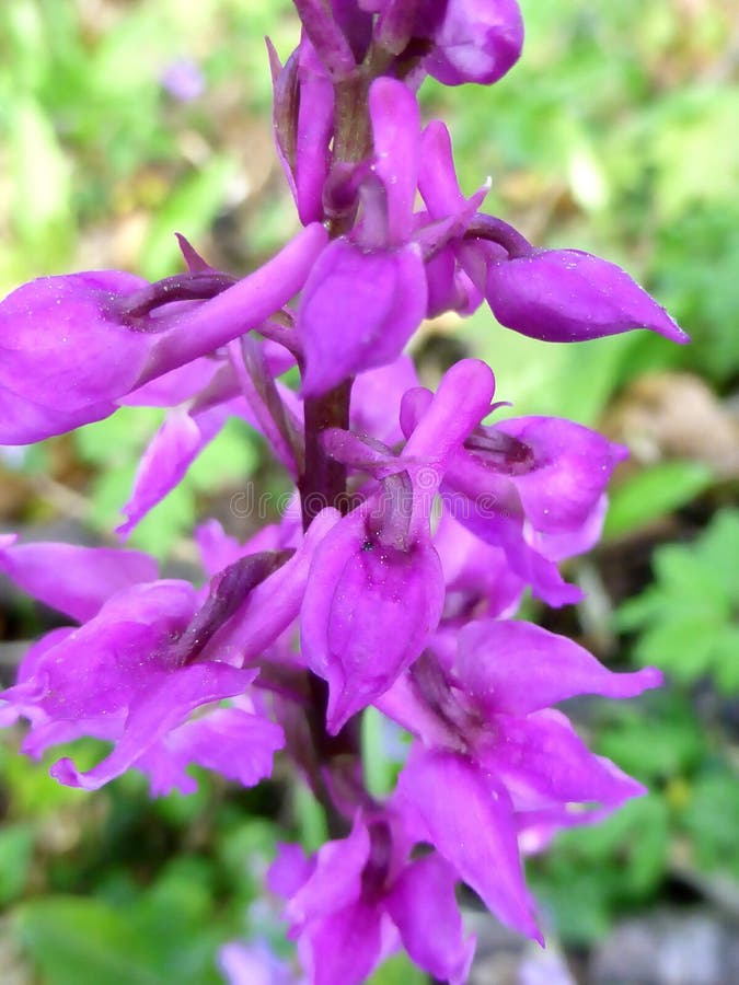 Wild Orchid in Germany in Spring Stock Photo - Image of endangered ...