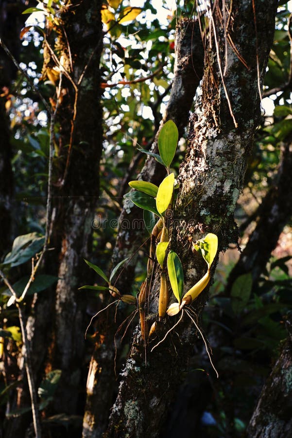Wild Orchid Growing in Natural Forest Stock Image - Image of growing ...