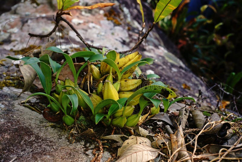 Wild Orchid Growing in Natural Forest Stock Photo - Image of forest ...