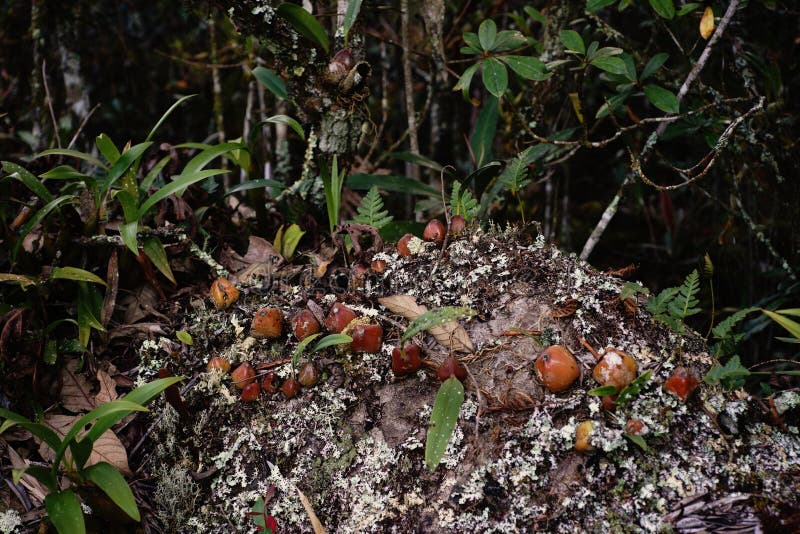 Wild Orchid Growing in Natural Forest Stock Image - Image of evergreen ...
