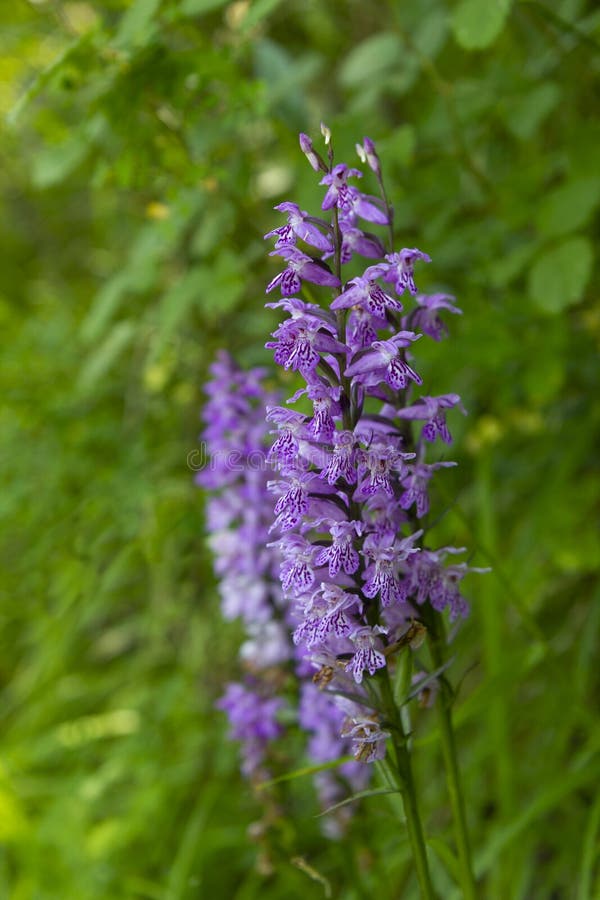 Wild orchid stock image. Image of wildflower, field - 155931023