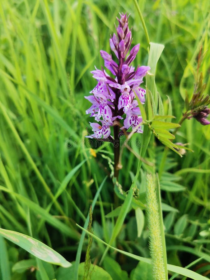 Wild Orchid Pink Flower Grass Stock Image - Image of grass, flower ...