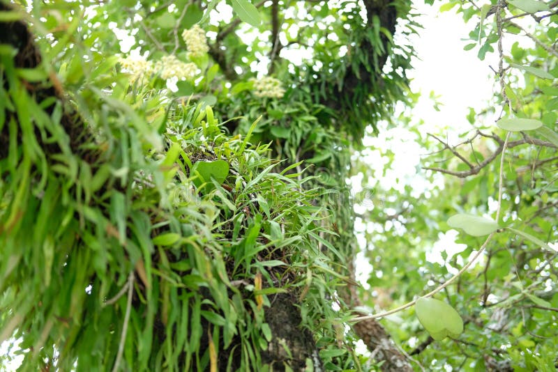Wild Orchid Plant Growing on Tree Branch Stock Image - Image of growth ...