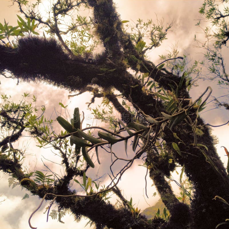 Wild Orchid Plants Growing on Trees in Tropical Rainforests Stock Image ...