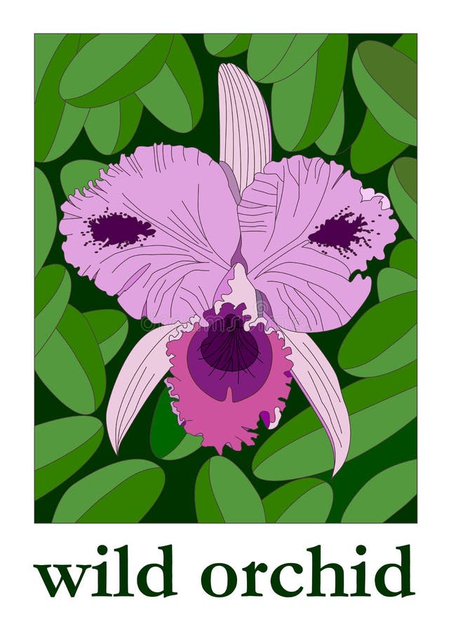 Wild Orchid stock vector. Illustration of beauty, africa - 48742078