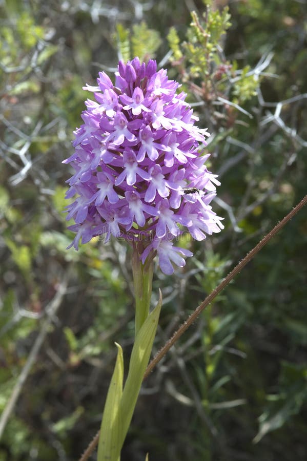 Wild orchid stock image. Image of greece, flowering, flower - 87510327