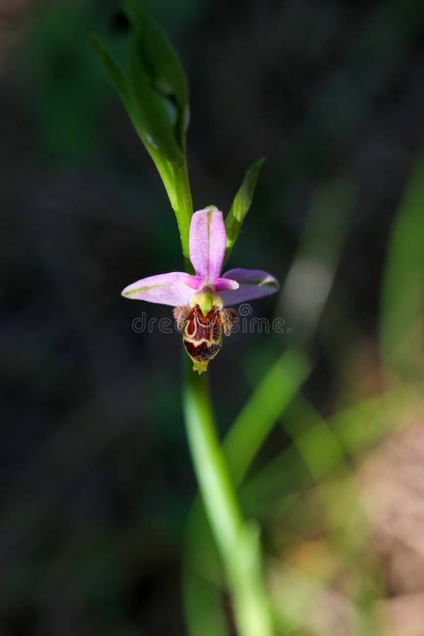 Wild Orchid Scientific Name Ophrys Minutula Stock Photo - Image of ...