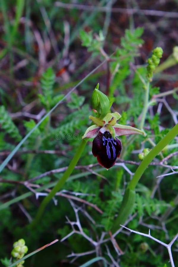 Wild Orchid Spring Blooming in the Forest. Stock Photo - Image of ...