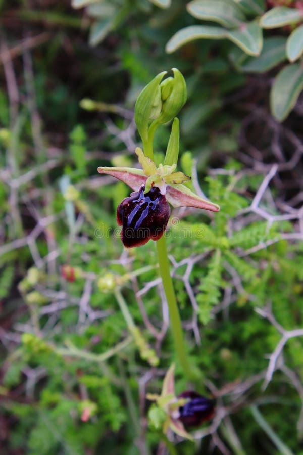 Wild Orchid Spring Blooming in the Forest. Stock Image - Image of ...