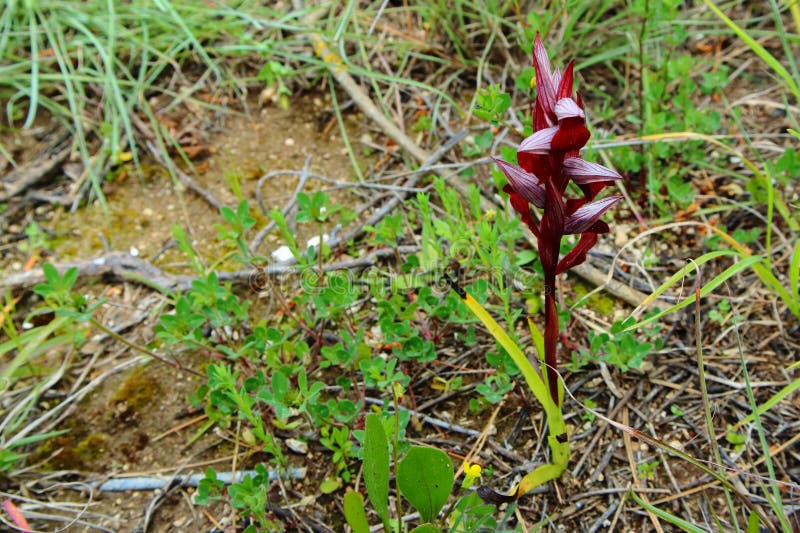 Wild Orchid Spring Blooming in the Forest. Stock Photo - Image of ...