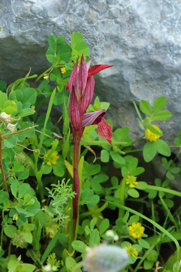 Wild Orchid Spring Blooming in the Forest. Stock Image - Image of wild ...