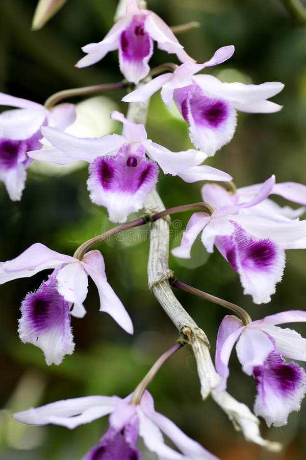 Wild orchid in Thailand stock photo. Image of nature - 41355462