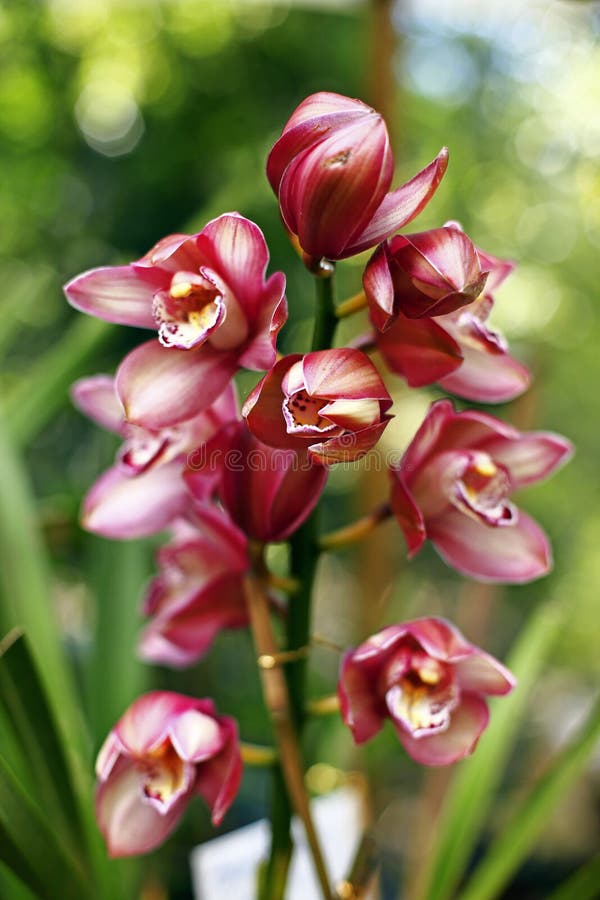 Wild orchid in Thailand stock image. Image of oriental - 52652241