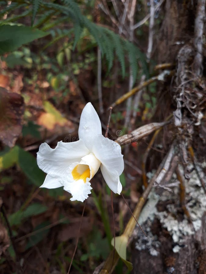 Wild orchid on the tree stock image. Image of woodland - 184100483