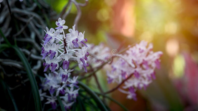 Wild Orchid Tree Blooming Dark Purple Stock Photo - Image of closeup ...