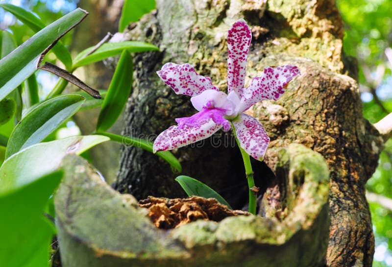 Wild orchid on the tree stock image. Image of botanical - 98508993