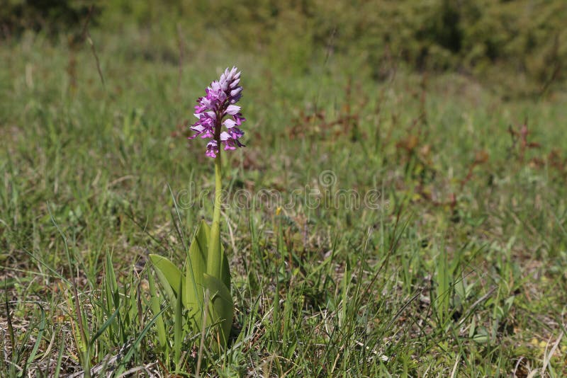 Wild Orchids Bloom in Spring in Germany Stock Image - Image of close ...