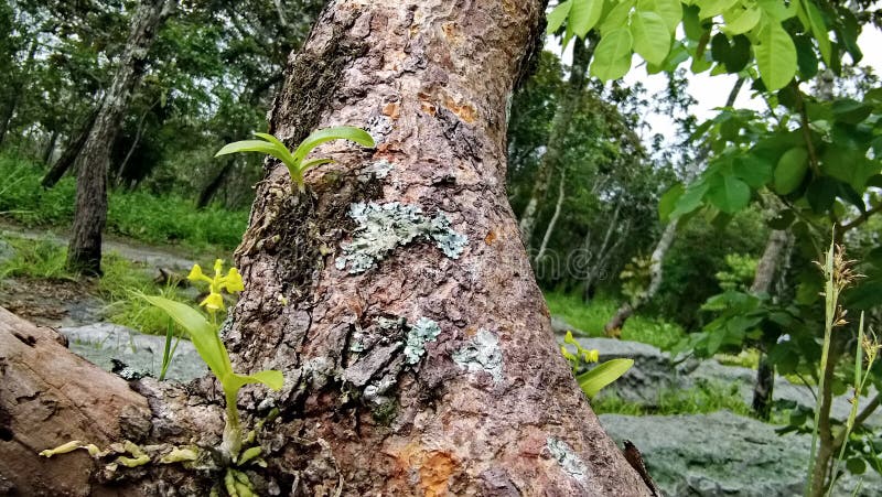 Wild Orchids Growing on a Tree Stock Image - Image of purple, blooms ...