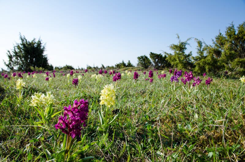 Wild orchids field stock photo. Image of calcareous, nature - 33579180